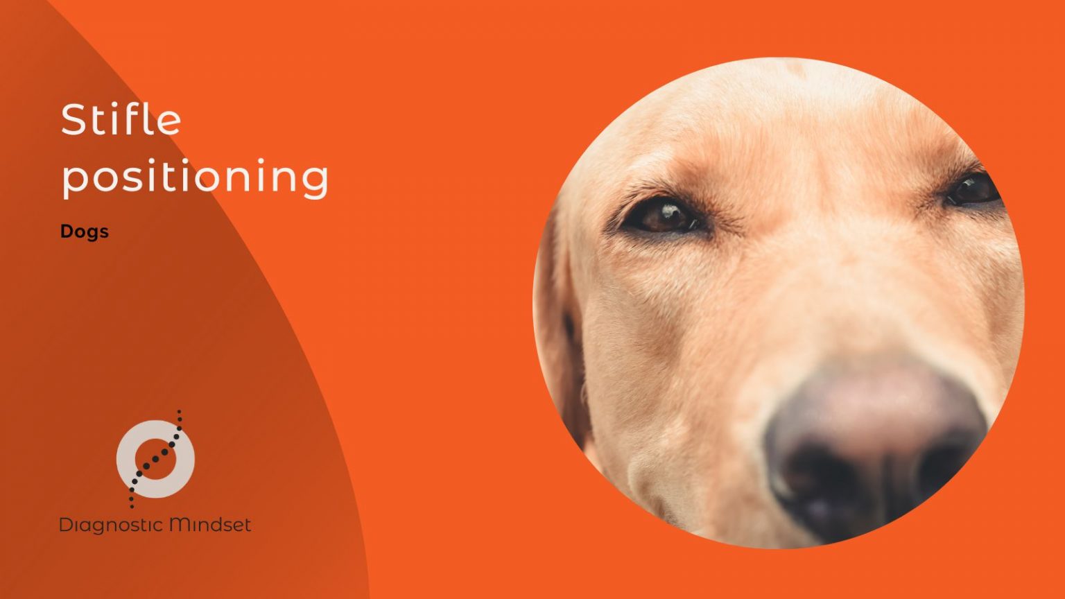 Canine Stifle radiographic positioning - Diagnostic Mindset