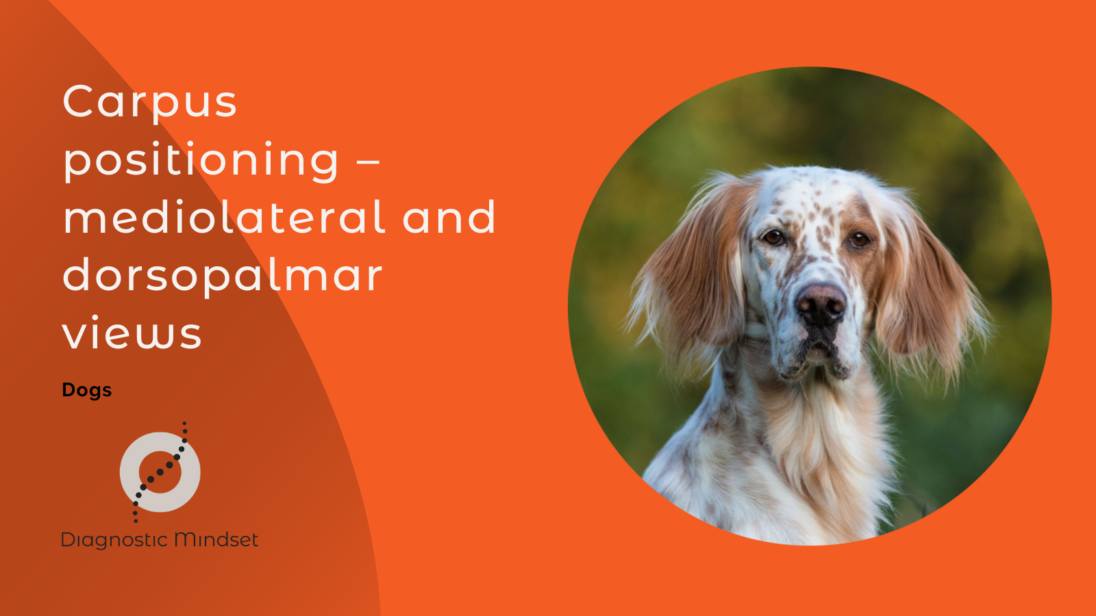 Carpus positioning – mediolateral and dorsopalmar views - Diagnostic ...